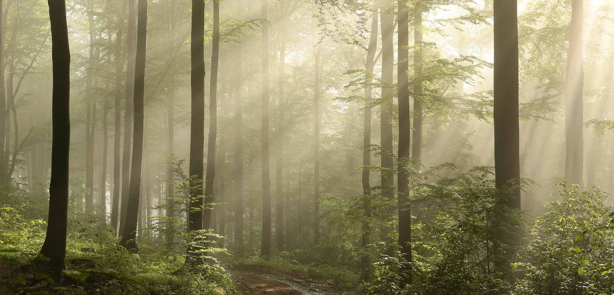 Forest Bathing - A Celebration of Our Forests - AMNIENS | Amniens